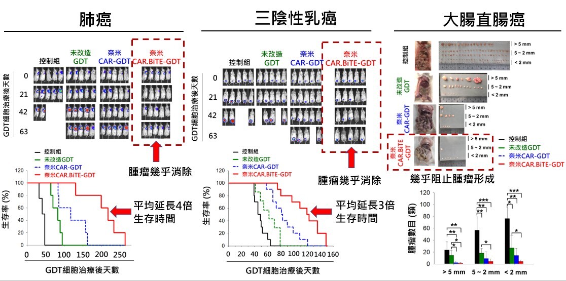 全球革命性重大突破！ 中醫大附醫「CAR.BiTE-γδT 細胞治療」：9成實體癌症細胞消滅 | 蕃新聞