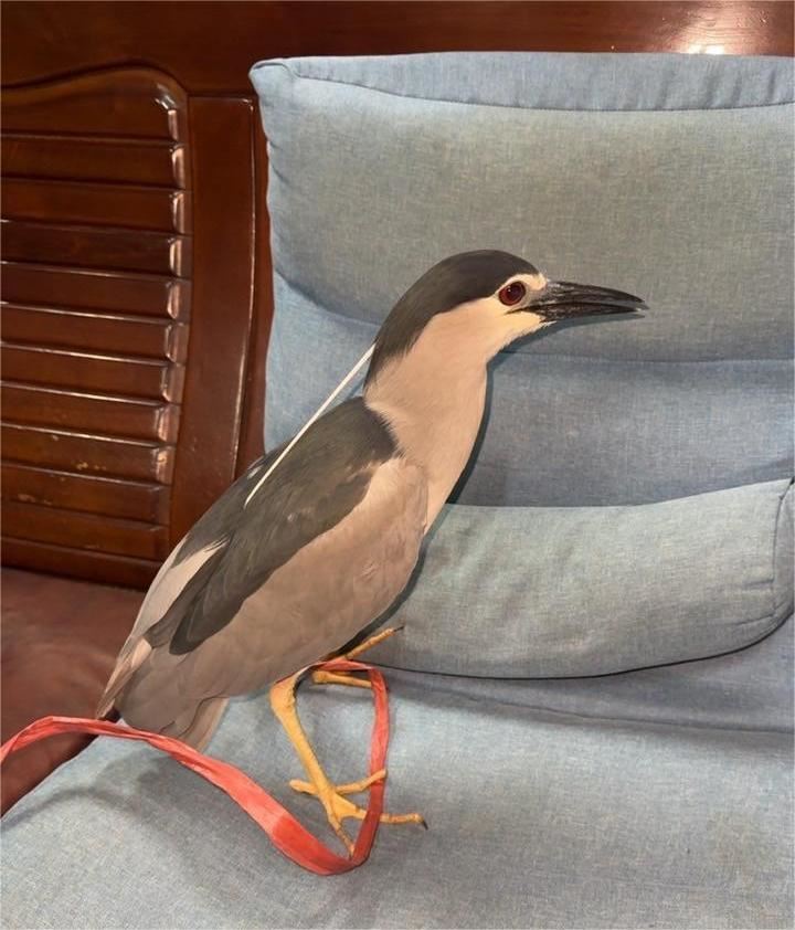 新店出現企鵝？員工怕錦鯉被偷吃報案 動保員一看哭笑不得 | 蕃新聞